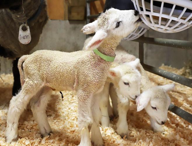 Come see the new lamb triplets and more at HIldene Farm ...