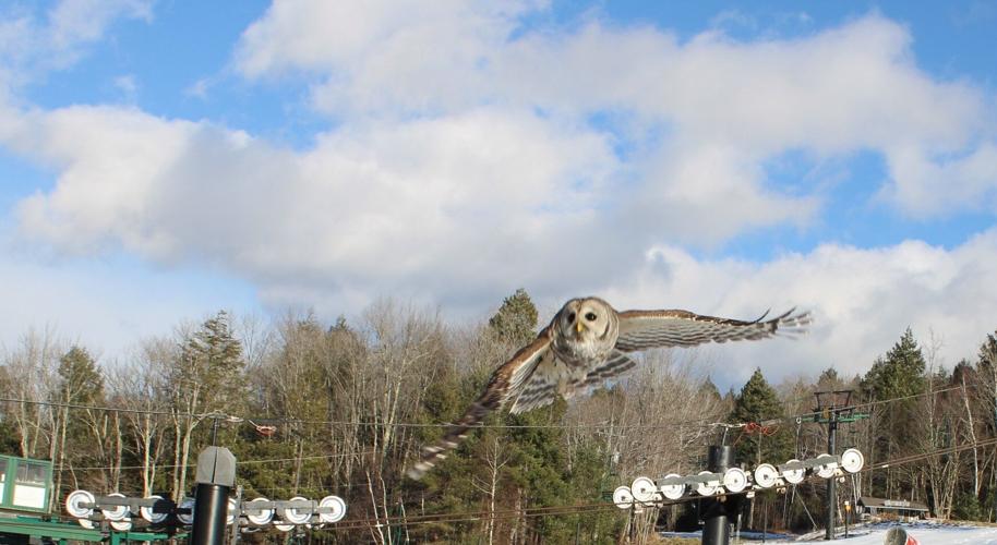 Tom the owl recovered, makes return to wild | Local-news ...
