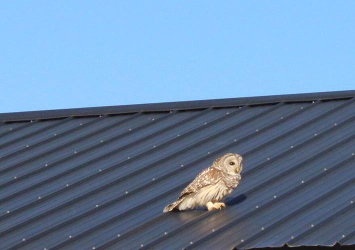 Tom the owl recovered, makes return to wild | Local-news ...