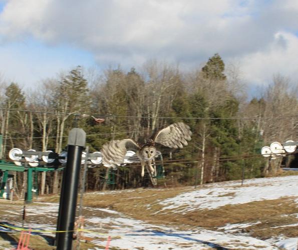 Tom the owl recovered, makes return to wild | Local-news ...