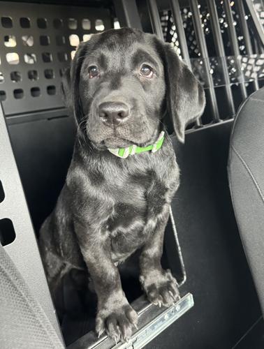 Meet Bennington’s new police dog in person this Friday at the VFW ...