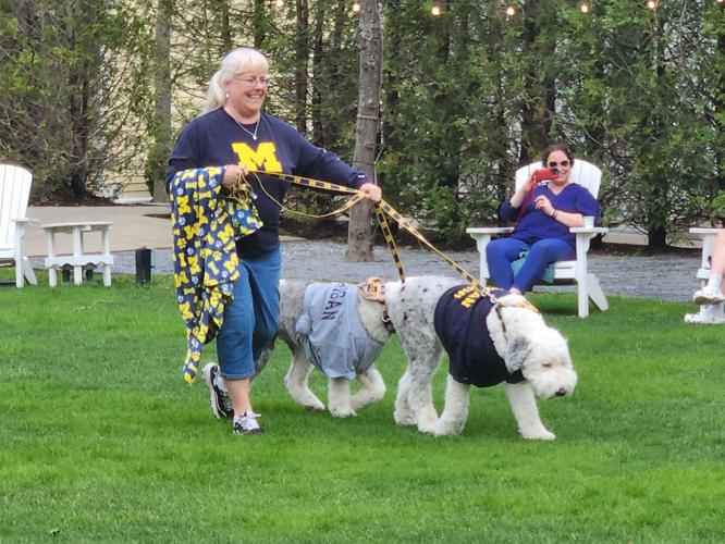 Invasion of the sheepdogs: Group celebrating the 'Old English' breed ...