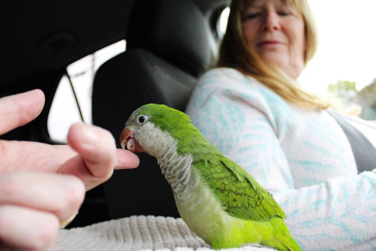 Feathered co-pilot helps taxi business find its niche | Business ...
