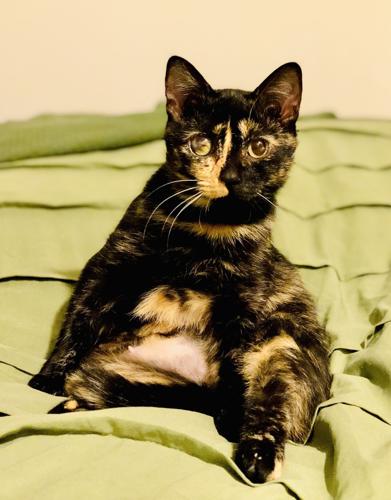 Pet of the Week: Francis of Assisi Rescue is looking for a home for ...