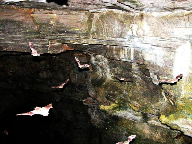 As Halloween approaches, Vermont gears up for Bat Week | Outdoors ...