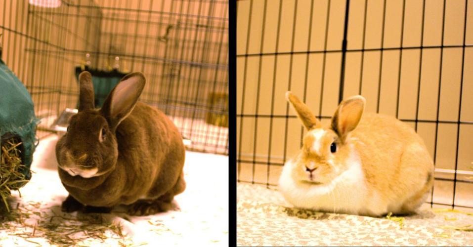 Rabbits, cats, and kittens seek forever homes | Local-news ...
