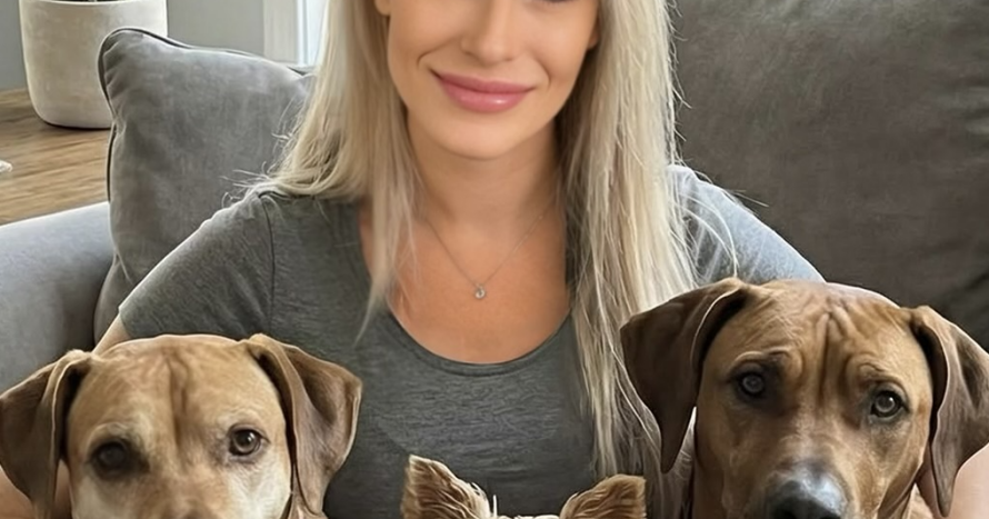 Not your 'typical kennel': High quality doggy day care proposed in ...