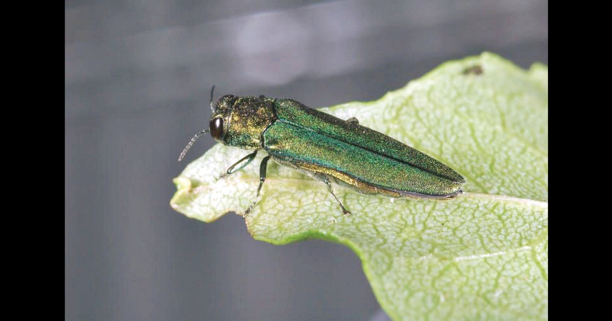Shaftsbury plans to hold forum on merald ash borer in spring | Local ...