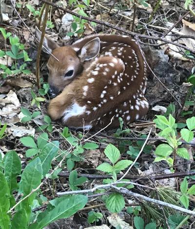 Fawns are arriving, and it is best to leave them alone | Outdoors ...