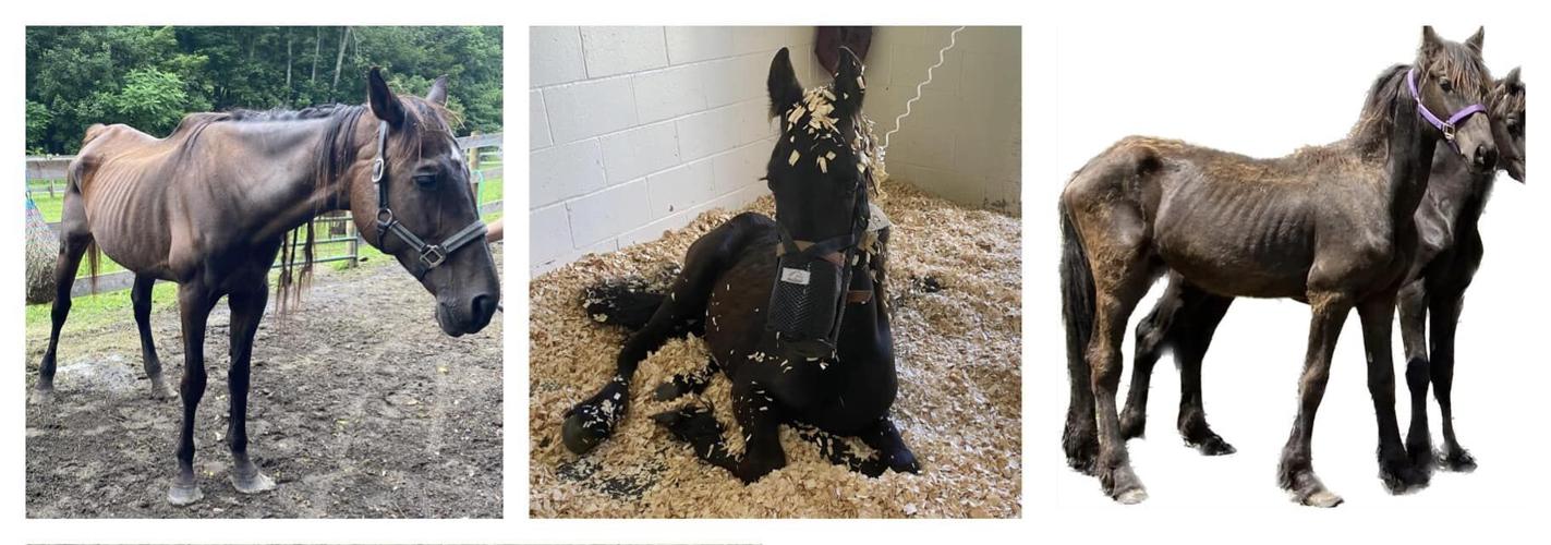 Friesians of Majesty horse farm owner faces forfeiture hearing ...