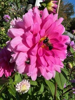 Preparing your pollinator garden for winter | Outdoors ...