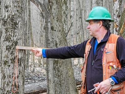 Local forester to speak at Hildene: Dorset's Alan Calfee will lecture ...