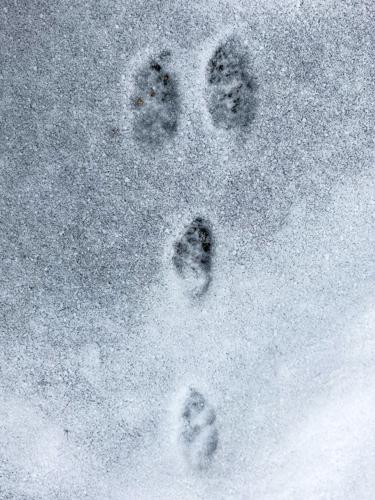 Record year for Vermont's Wildlife Tracking Curriculum | Outdoors ...