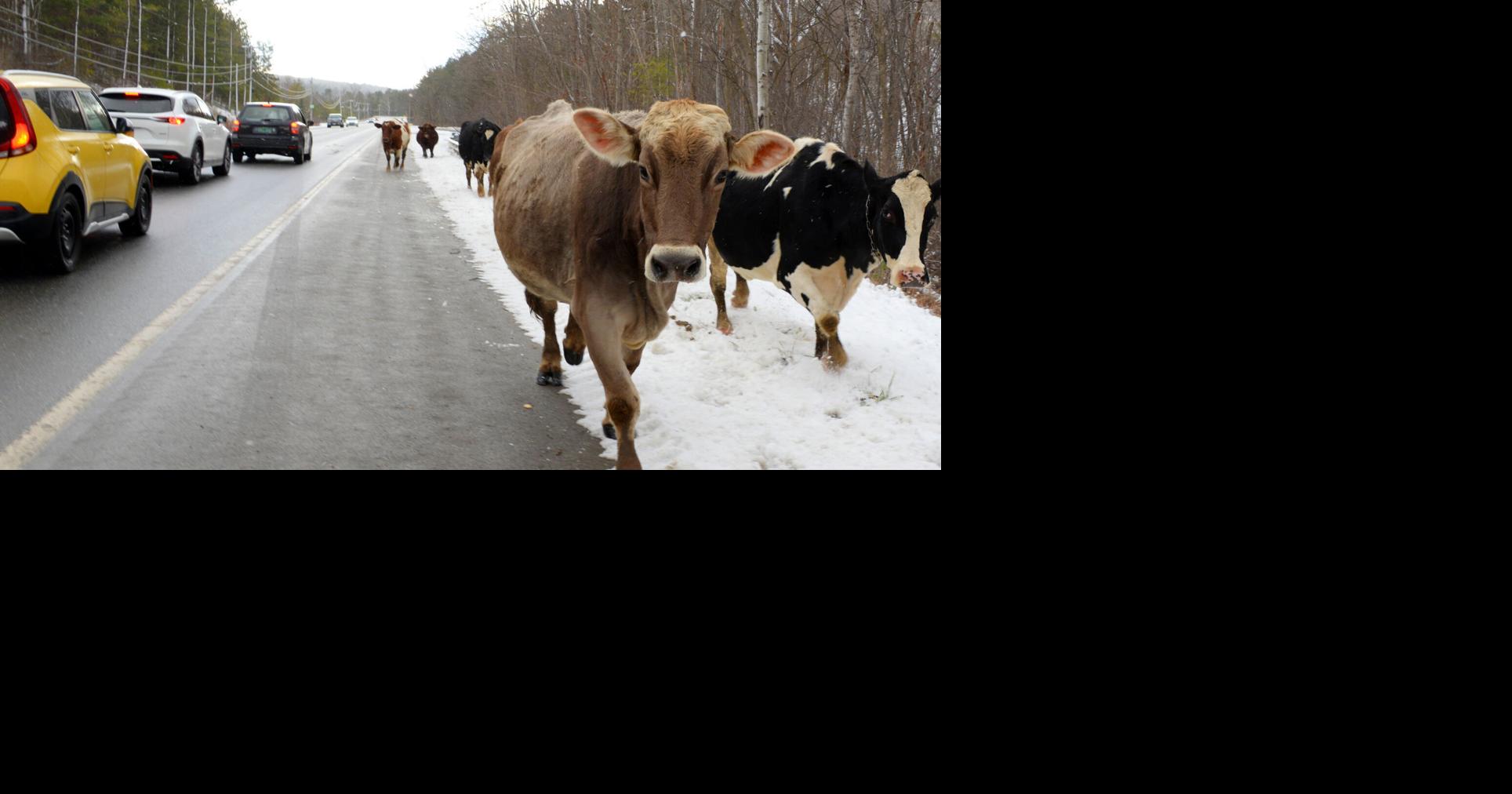 'Mooooove along': Cows escape, explore | Local-news | manchesterjournal.com