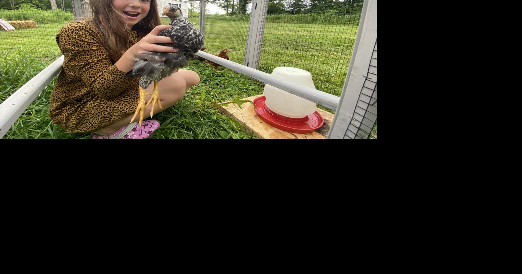 Chickens join the curriculum at Red Fox Community School | Local-news ...
