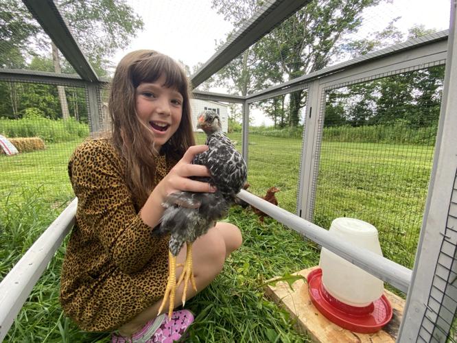 Chickens join the curriculum at Red Fox Community School | Local-news ...