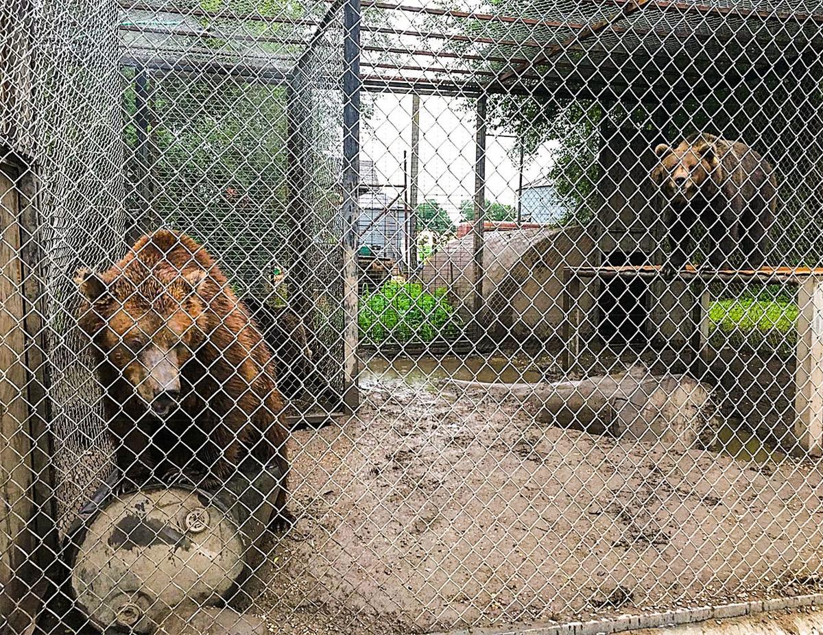 Activist group files suit against Manchester zoo | News ...