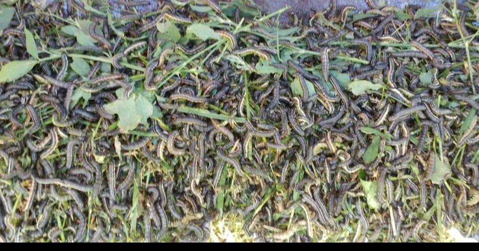 Army worms infest Midwestern alfalfa fields | News | manchesterpress.com