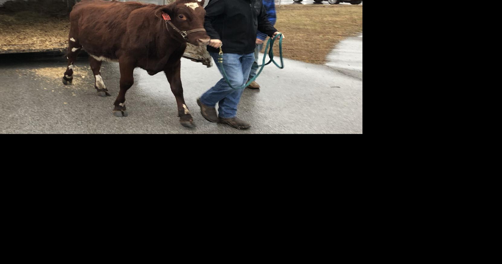 Cow Patty Drop returns to Carden Jarrell Field | Local News ...