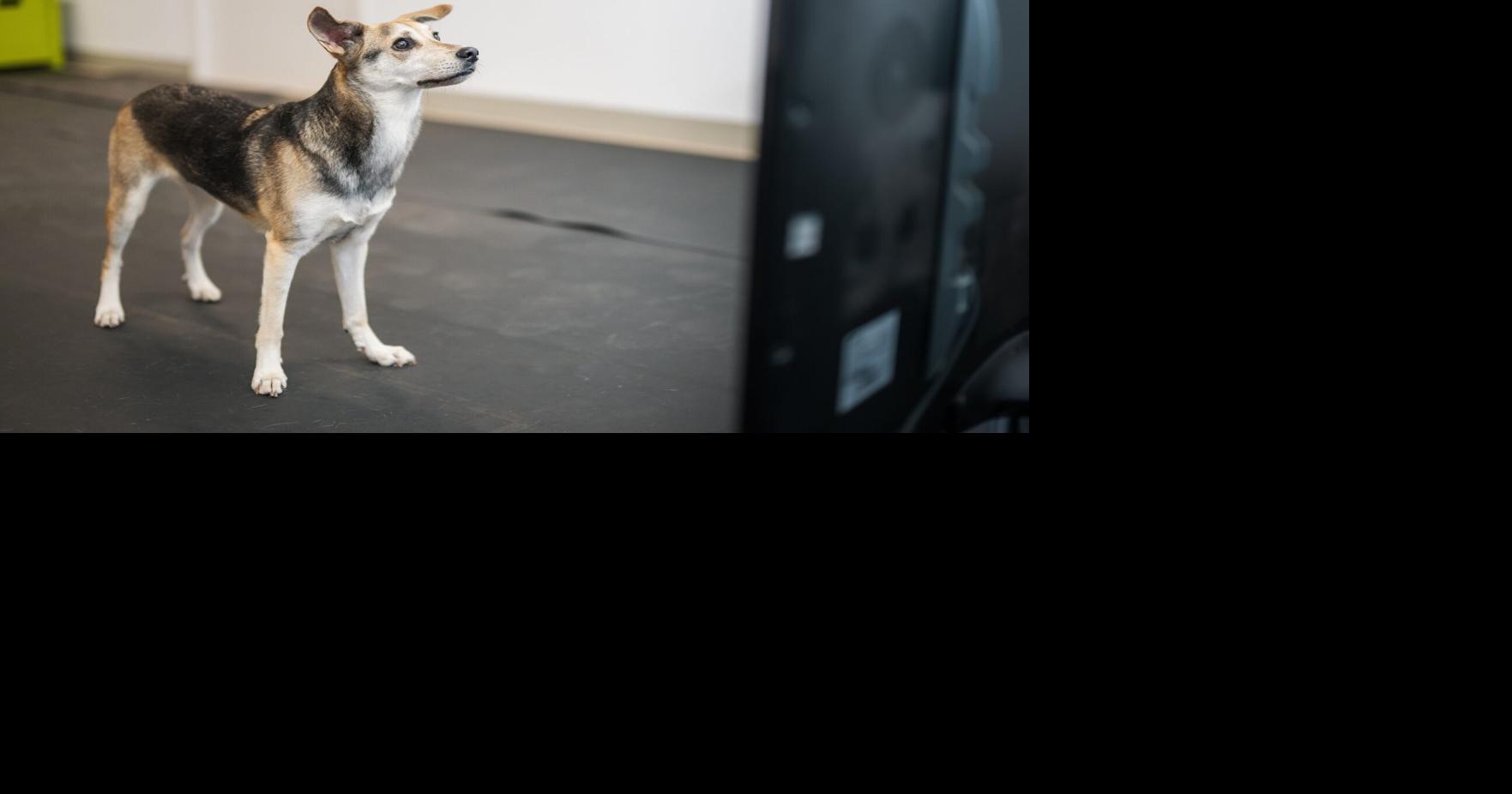 Study reveals how humans’ angry and happy voices affect dogs | National ...