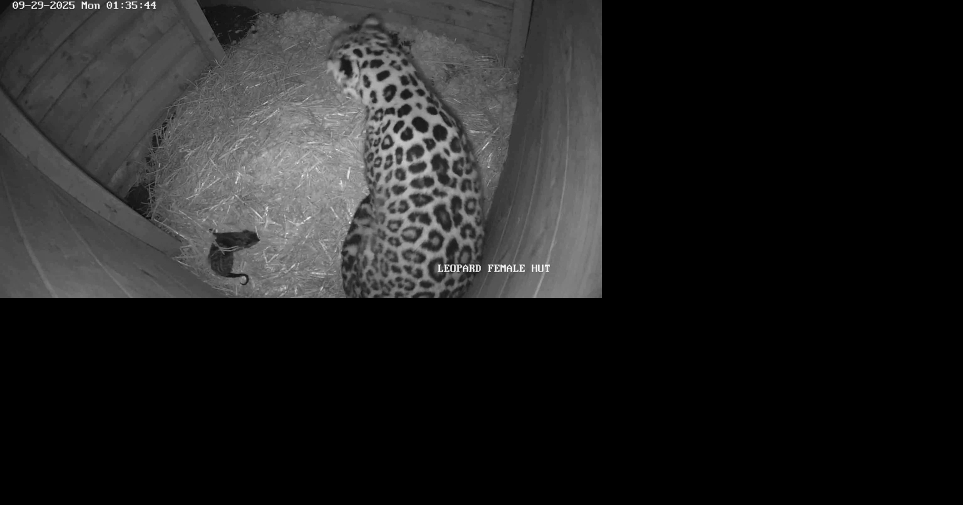 Rare leopard caught on camera giving birth | National News ...