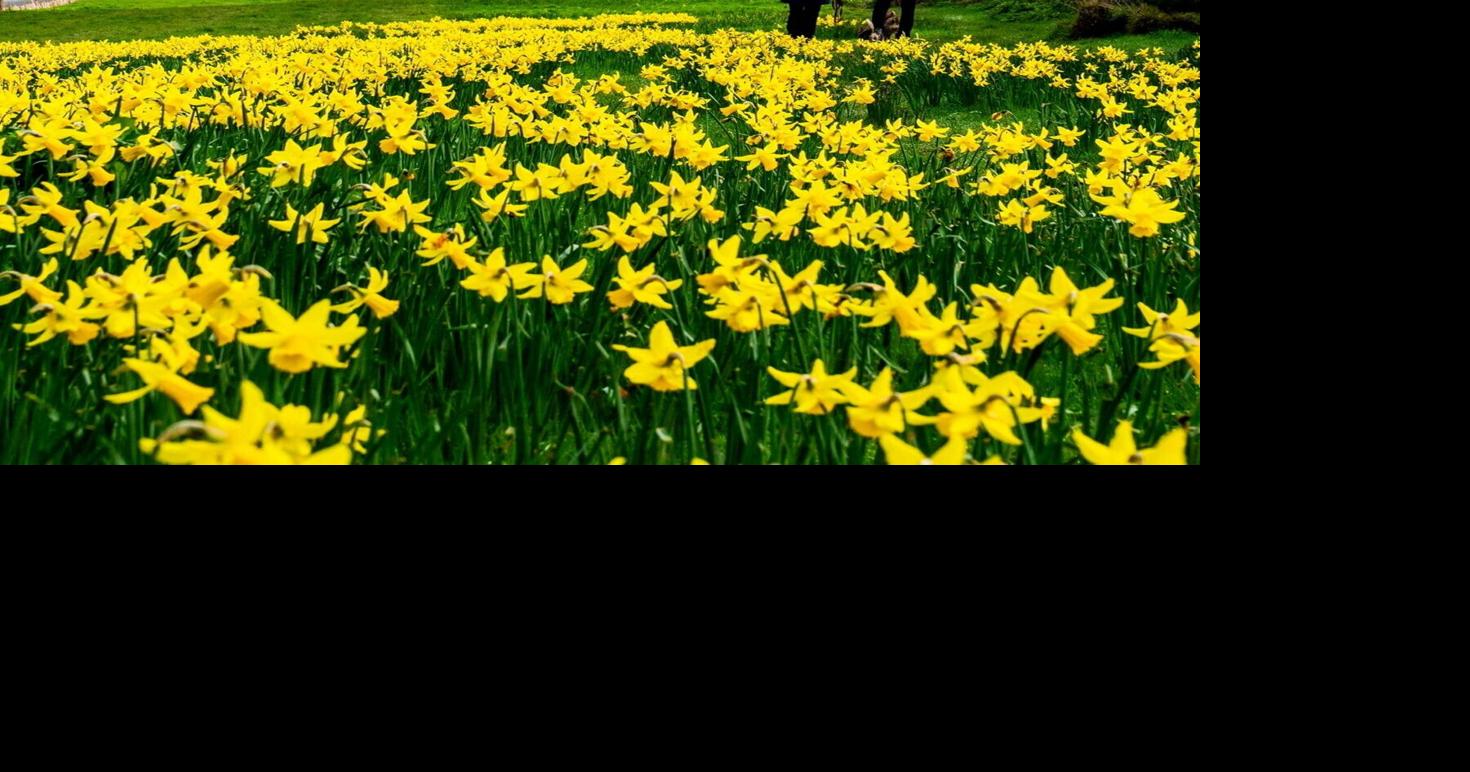 100,000 daffodils planted as gift beautifully in bloom | National News ...