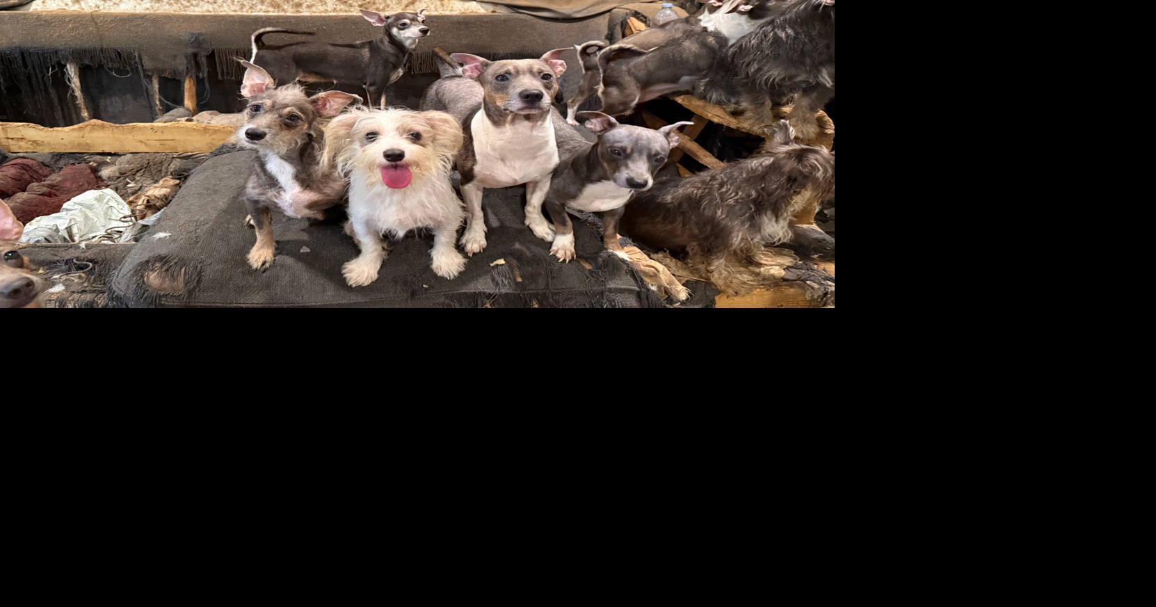 40 dogs rescued from apartment with a foot of poop | National News ...