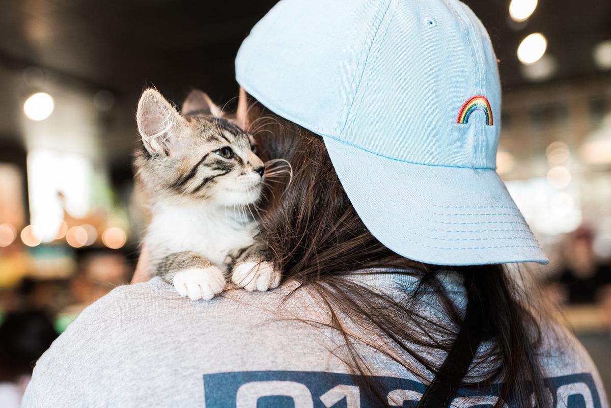 Popoki and Tea | Features | manoanow.org