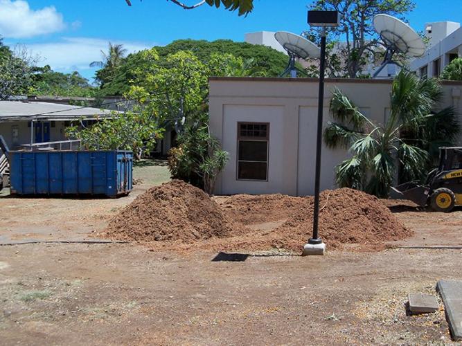 Weeping Fig Cut Down for Rec Center | News | manoanow.org