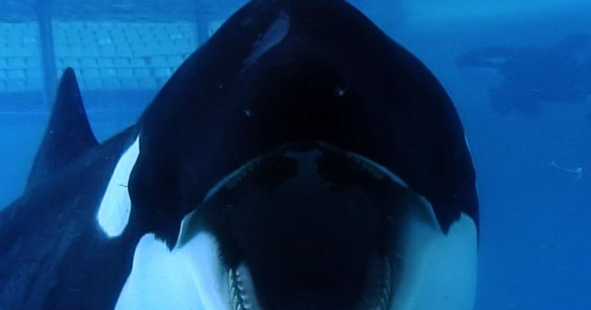 Film review: ‘Blackfish’ | Features | manoanow.org