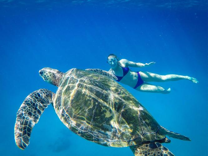 Turtle Excursion | Photos | manoanow.org