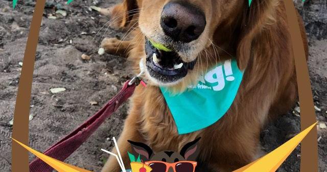 The Byte: Walk and get Paid | Features | manoanow.org