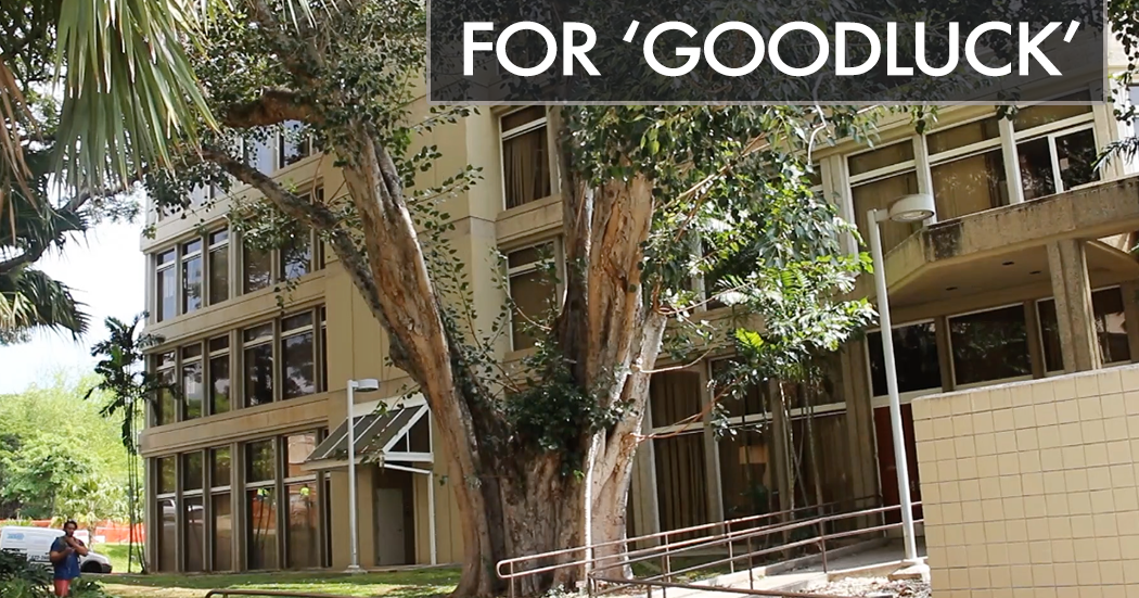 Back to Manoa: The Bo Tree | Videos | manoanow.org