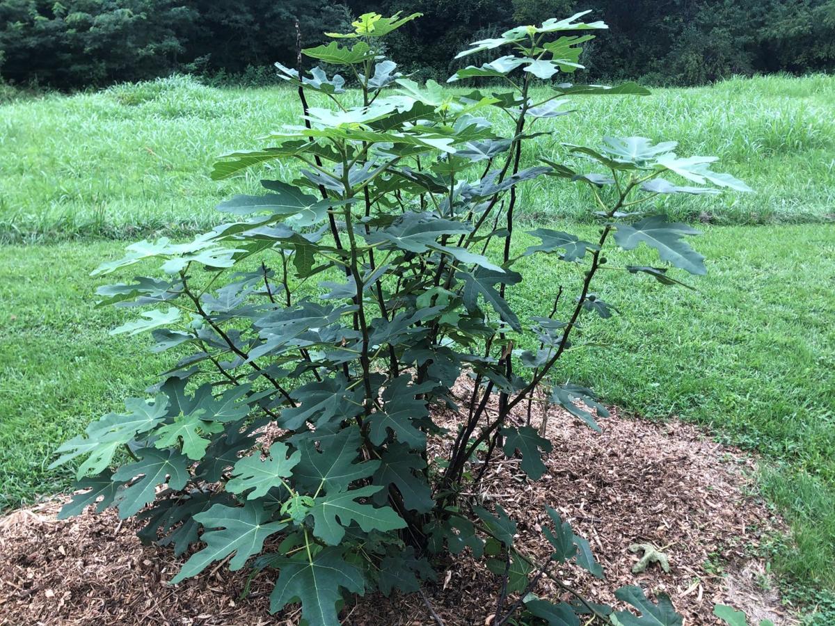 WATCH NOW: There's a lot to know about those figs growing on bushes and ...