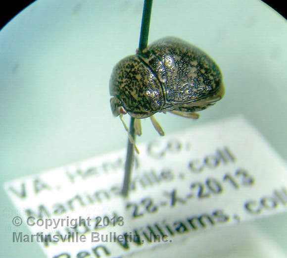 Kudzu bug is making presence known