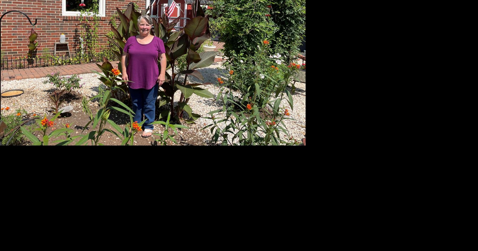 Sharron White's garden has everything butterflies need - yet the ...
