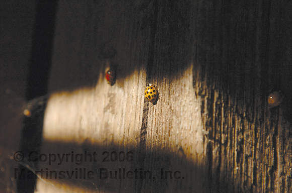 Ladybug numbers 'normal'