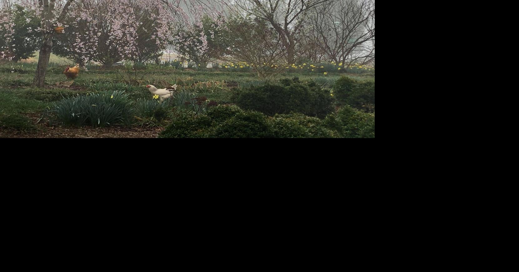 Spring flowers emerge with color