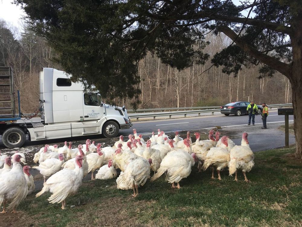 PETA, Circle S Ranch reach deal on turkey truck accidents