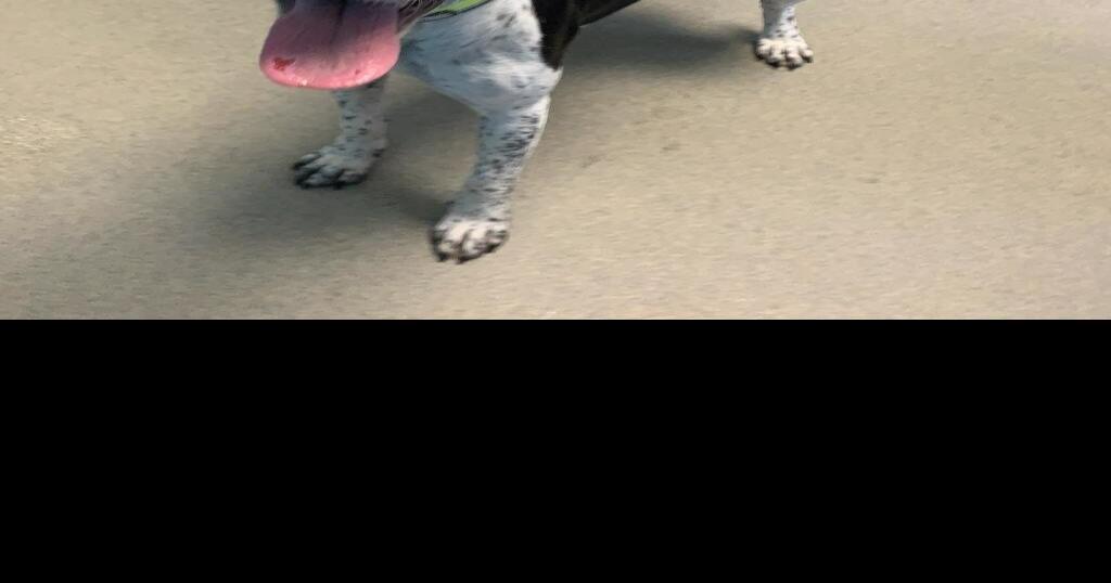 Dog severely mistreated