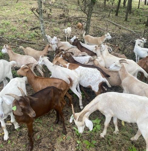 Carter Bank hires goats to clear corporate headquarters