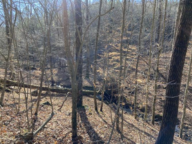 First Day Hike on the Red Bud Trail