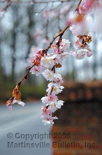 Mother Nature tricked plants into early blooms
