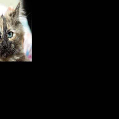 Lyle: Cats free to roam