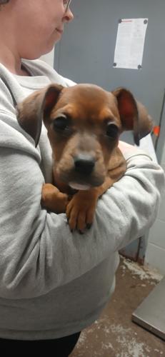 Mayfield-Graves County Animal Shelter February 2026 puppies | News ...