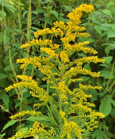 Kentucky's state flower nothing to sneeze at | News | mayfield ...