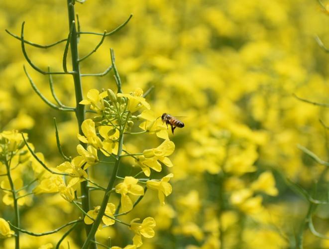Farmers, beekeepers team up in partnership that benefits bees and crops ...
