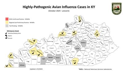 Bird flu spreads among Kentucky wildlife; cases reported in Ballard and ...