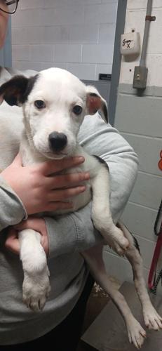 Mayfield-Graves County Animal Shelter February 2026 puppies | News ...