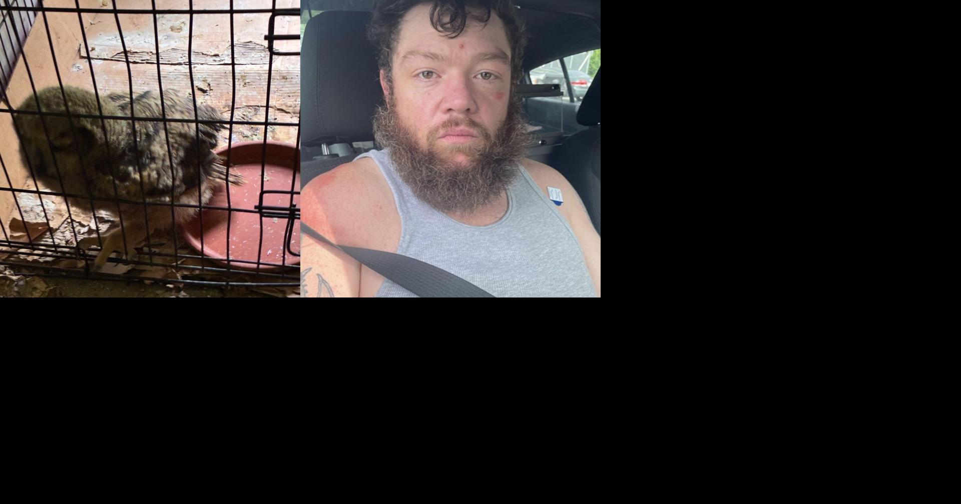 GCSO: One arrested on assault, drug charges; baby owl recovered | News ...